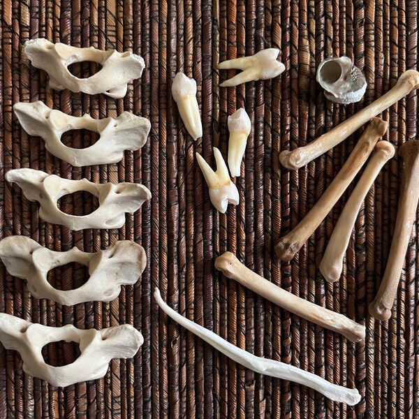 5 Red Fox Foot Bones Metatarsals Jewelry Supplies Craft Coyote Bones ...