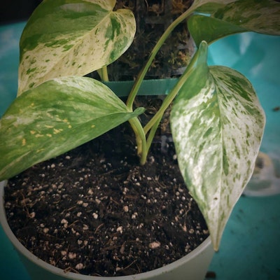 Snow Queen Pothos Single Starter Plant in a 1.5 Pot Epipremnum Aureum ...