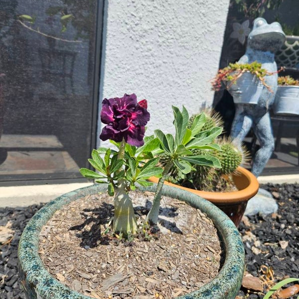 1 Grafted Double"black Purple" Adenium Obessum/desert Rose Plant. 4-6 ...