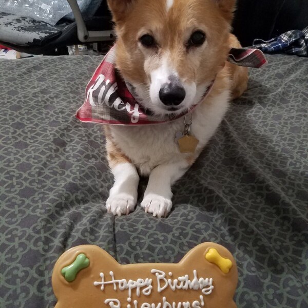 AKC Scent Work Search Element Cheat Sheet - Etsy