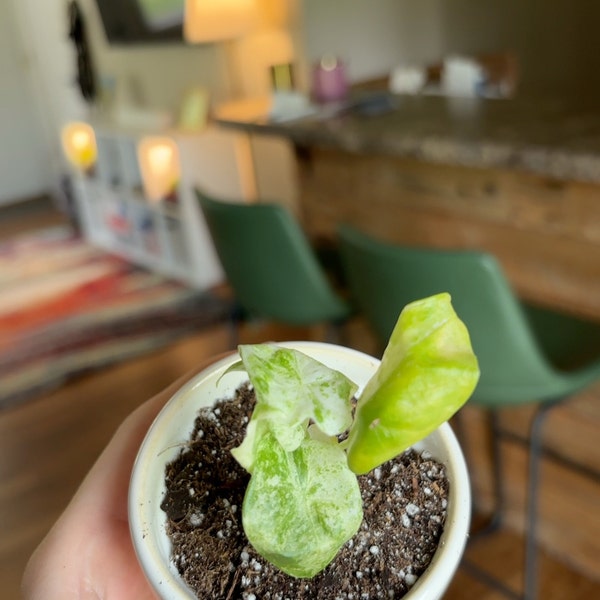 Alocasia Snow odora Batik Starter Plant ALL STARTER PLANTS Require You ...