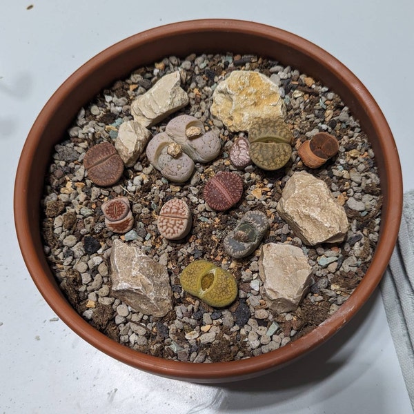 Live Plant-extra Large Lithops 1.2-1.5giant Size, Rare Succulents ...