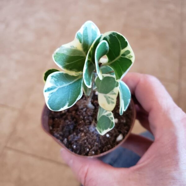 Ficus Triangularis Variegated | 4in Pot | Cuttings - Etsy