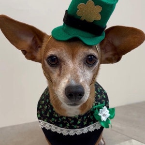 Felt Weevil Realistic Toy Felted Weevil Young Naturalist - Etsy