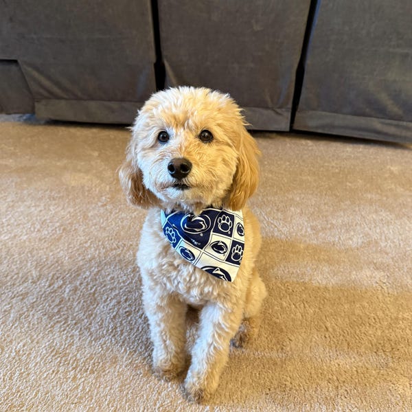 Happy Birthday Gift Box for Dogs (includes Over-collar Bandana, Tug Toy ...