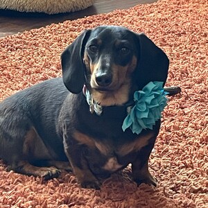 Reindeer Dog Collar Embellishment Christmas Dog Collar - Etsy