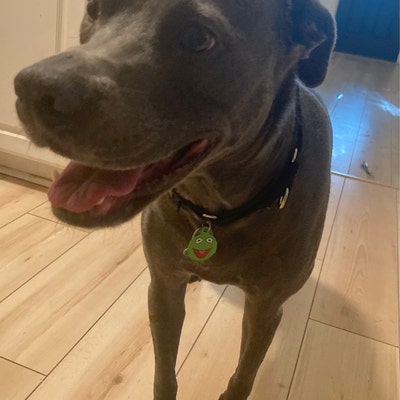 Small Dog Himalayan Yak Milk Bones Dog Chews for Small Dogs Organic ...