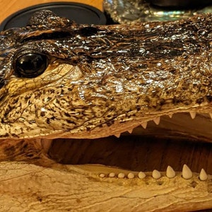 ALLIGATOR BONE DUST Voodoo Hoodoo Wicca Gothic Oddity - Etsy