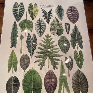 Begonia Species Print Begonia Species ID Chart Featuring 31 - Etsy