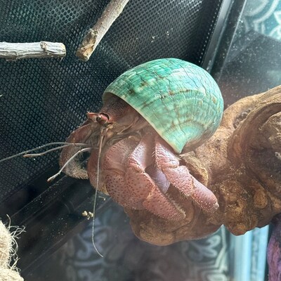 Hawaiian Rice Seashell for Jewelry Crafts and Coastal Beach Home Decor ...