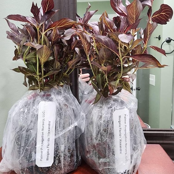 Weigela Florida 'polka' 4 1/2" (1) One Starter Plant! Live Plant ...