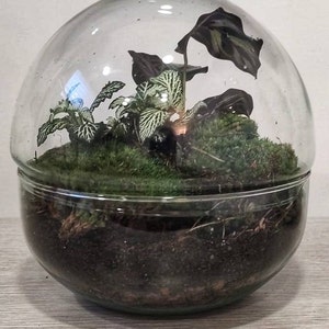 Terrarium DIY Kit Egg XL Ecosystem With Plants 30 Cm - Etsy