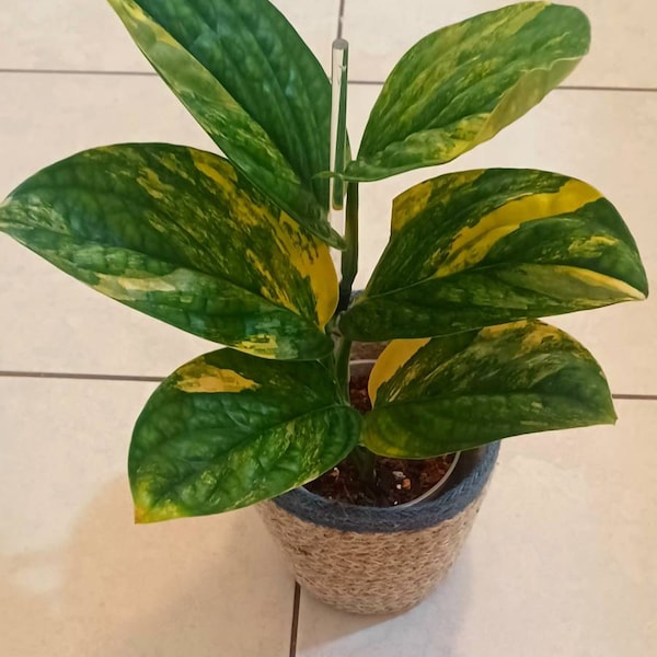 Philodendron Fire Princess Rooted in Soil, Actively Growing - Etsy