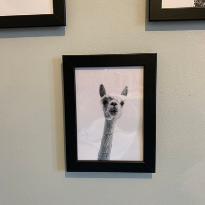 Framed Llama Print, Llama Photography Wall Art, Alpaca Peekabo Boho ...