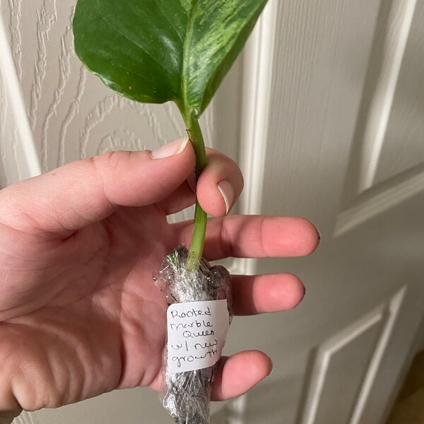 Rare Varigated String of Pearls | String of Hearts | String of Spades ...