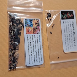 200 WHITE GLADE MALLOW Napaea Dioica Flower Seeds - Etsy