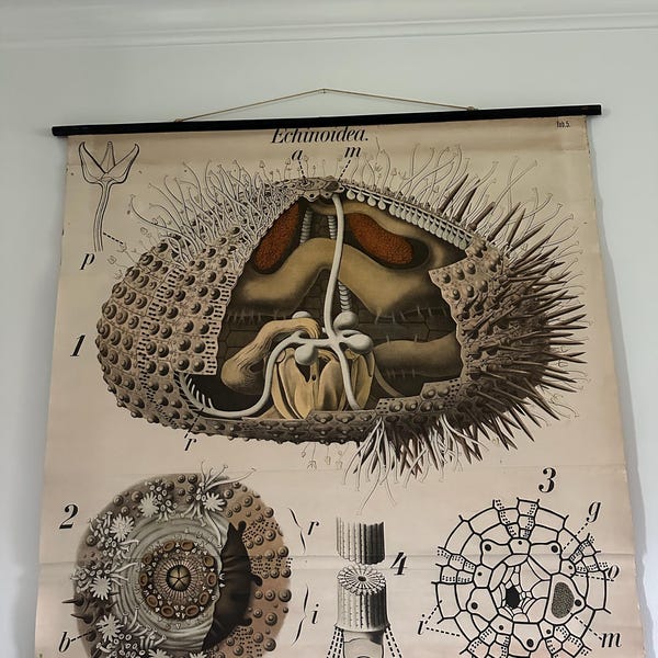 Vintage Pull Down Chart on the Beach School Chart - Etsy