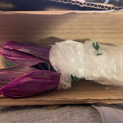 4pot of ZZ Plant Zamioculcas Zamiifolia Zee Zee Plant - Etsy