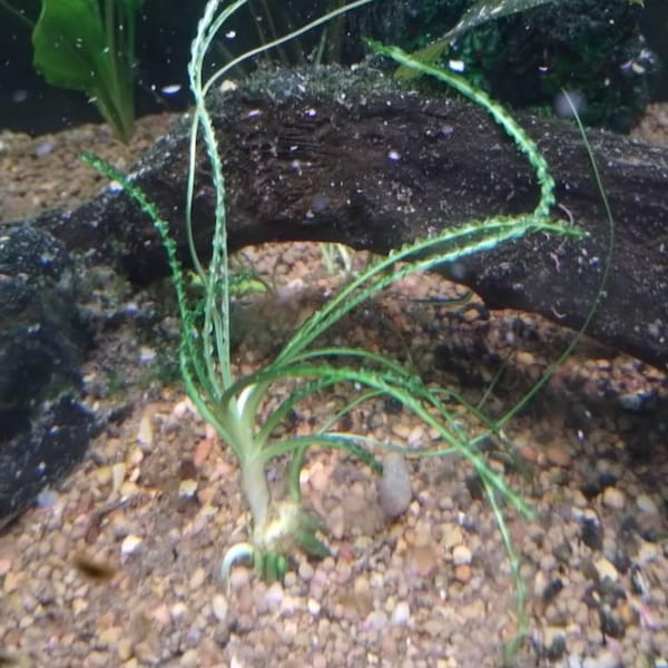Mermaid Weed, Proserpinaca Palustris, Marsh Mermaid Weed, Common ...