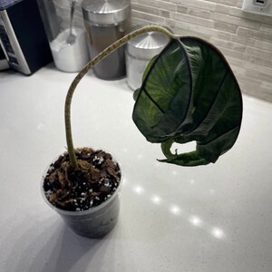 Philodendron Thaumatophyllum Java Beauty Variegated Free - Etsy