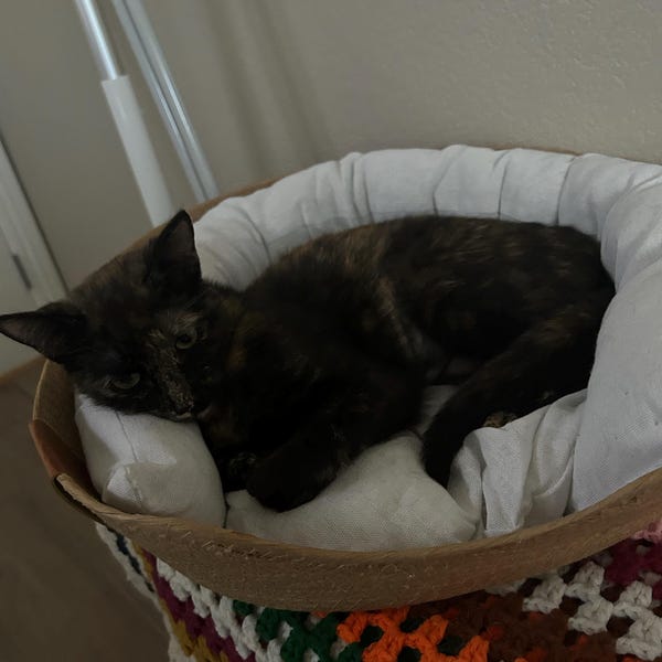 Cat Scratching Post With Recycled Cardboard Inserts - Adjustable ...