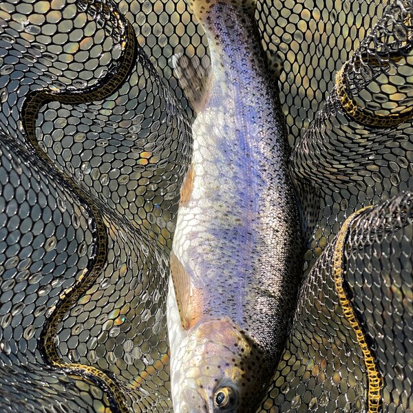 3 Tungsten Mayer's Mini Leech Black Leech Fly Fishing Fly Best Trout ...