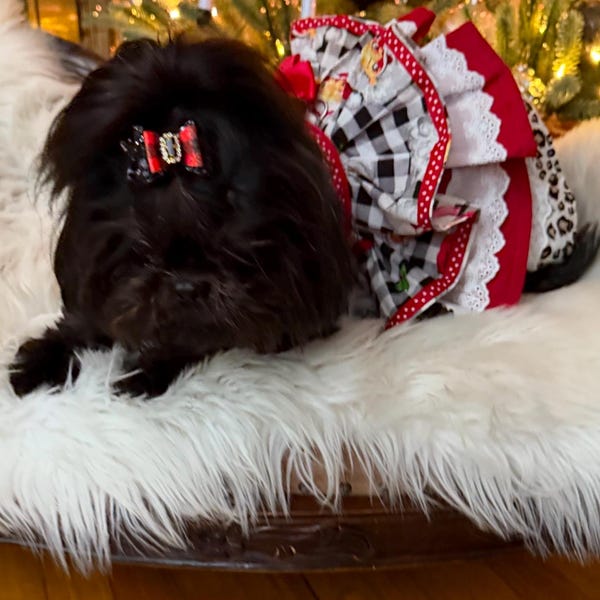 Fancy Dog Bows. Black and Red Glitter . Small Dog Bows for Girl Dogs or ...