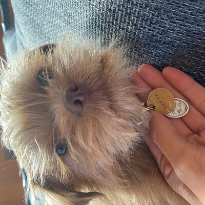 LINUS: Hand Stamped Personalized Custom Pet ID Tags for Dogs and Cats ...