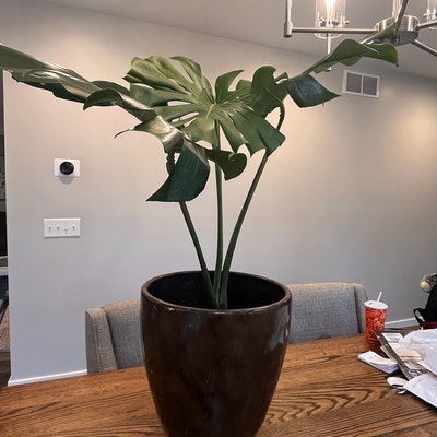 Variegated Tri Color Ginger Tropical Plan,t Red, Green, White, Garden ...