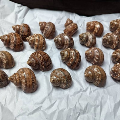 Dove Shells Dotted Tiny Shells 3/8 1/2 Inch 1/4 Cup - Etsy