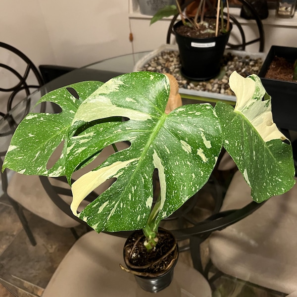 Extra Large Variegated Monstera Thai Constellation: Rooted Rare ...