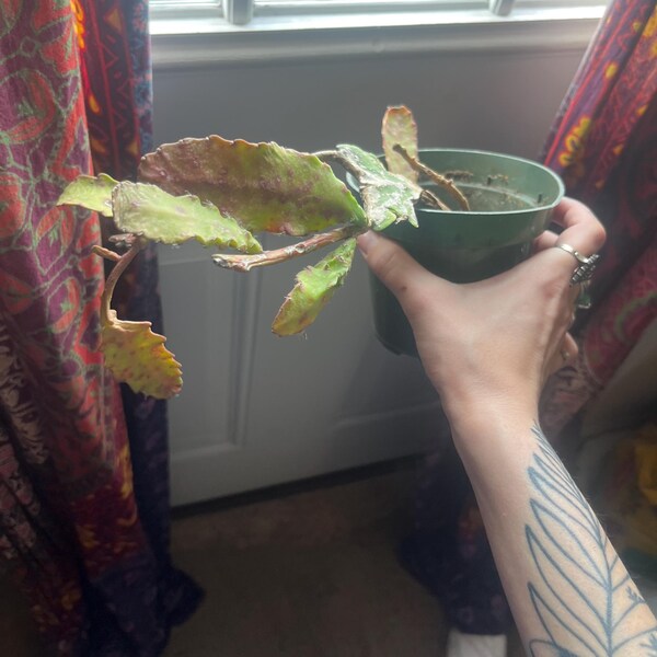 Crassula Ovata Botany Bay Bonsai Tree Jade Plant Feng Shui Plant Over ...