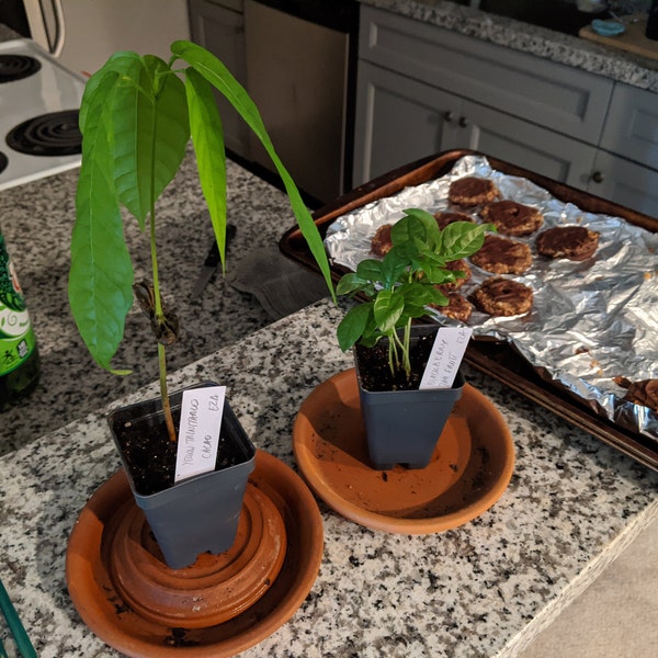 Theobroma Cacao Cocoa Chocolate Fruit Tree Potted Plant Trinitario ...