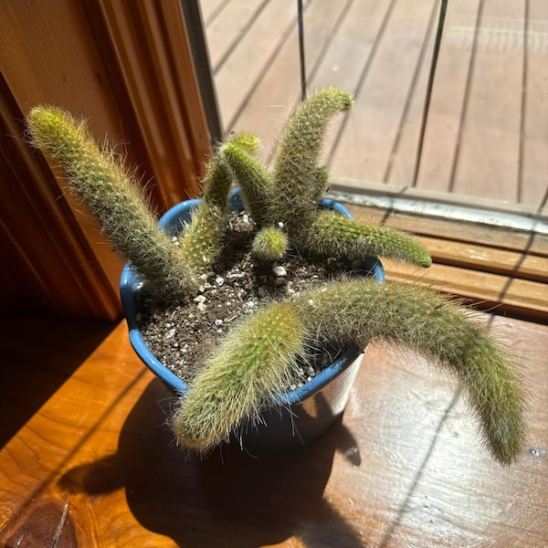 Cobweb Hens and Chicks | Sempervivum Arachnoideum | Live Succulent ...