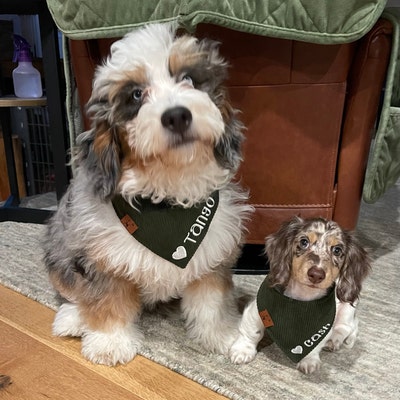 Batty Dog Bandana, Bats and Moons Dog Scarf, Snap on Halloween Dog ...