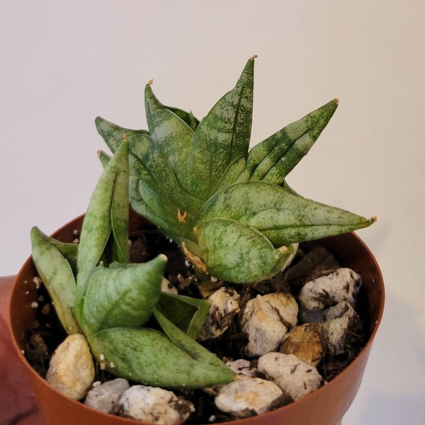 Orbea Stapelia Variegata Rare and Unusual Succulent - Etsy