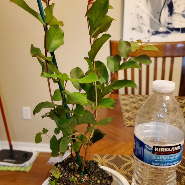 FIREBUSH Firefly Dwarf Scarlet Red Shrub Live Plant Orange Yellow ...