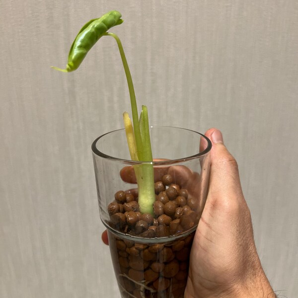 Live Angel Wing Begonia medora Starter Plant USA SELLER - Etsy