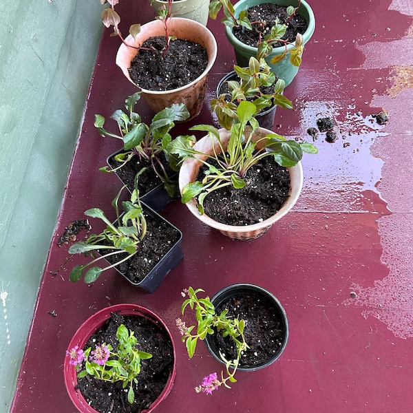 5 Mixed Coreopsis Starter Perennials. Loves Sun. Super Easy to Grow ...