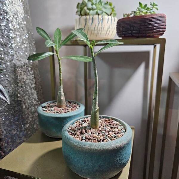 Women's Floral Gardening and Project Gloves "the Olivia" - Etsy