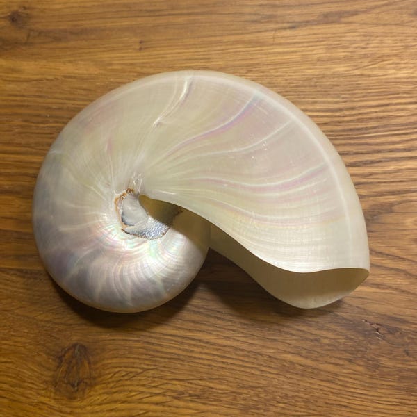 Nautilus Polished Seashell - 12 / 13 Cm - Luxury Decor Piece - Living ...