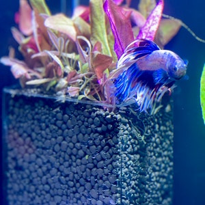 Samolus Parviflorus Red Rare Live Aquarium Plants | Etsy