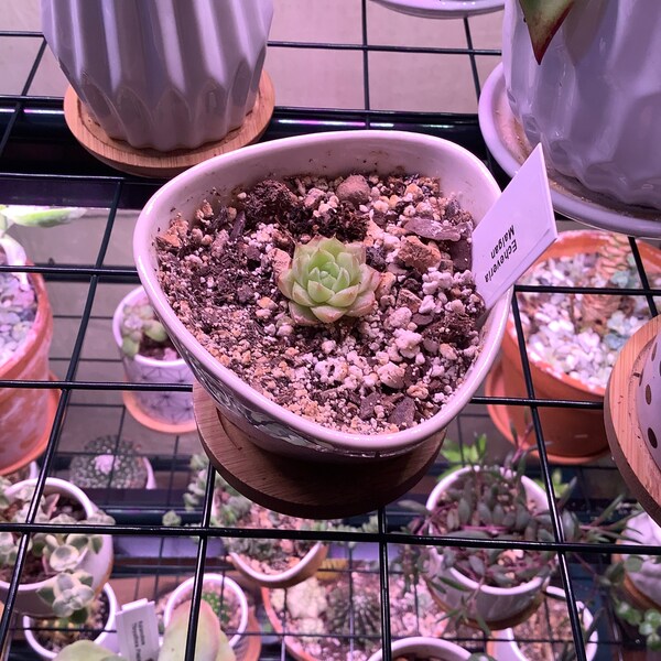 Rare Succulent - Echeveria Maigan Hybrid (mini Plant) - Etsy