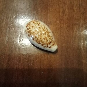 20 Different Species of Olive Shells for Collection With Identification ...