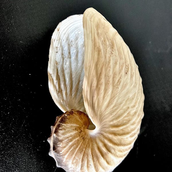 Real From the Sea! XL Brown Paper Nautilus (argonaut) Seashell 2.5-3 ...
