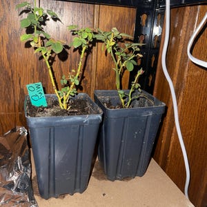 Beautiful Soft Pink Rose, Live Potted Plant With Healthy Own Roots F7 ...