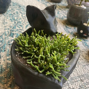 Large Bat Succulent Planter Gothic Home Decor Goth Garden - Etsy
