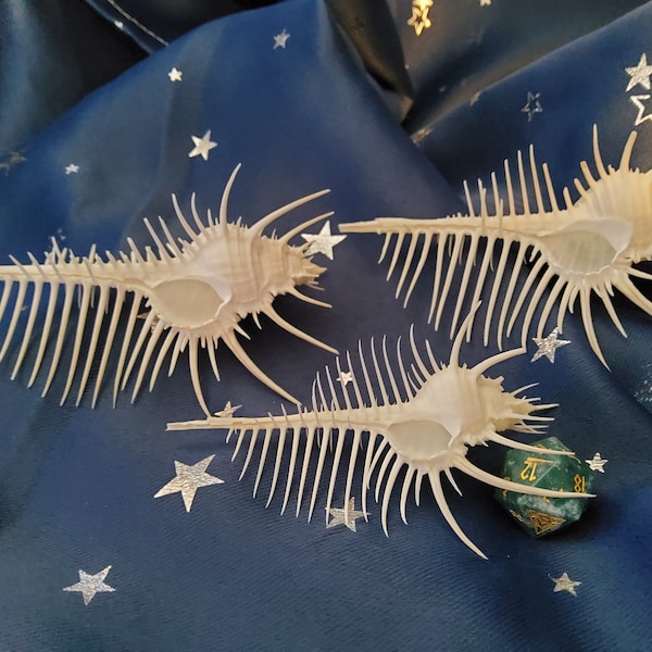 MUREX VENUS COMB Seashell (7–16cm) - Spiny Natural Sea Shell | Shell ...