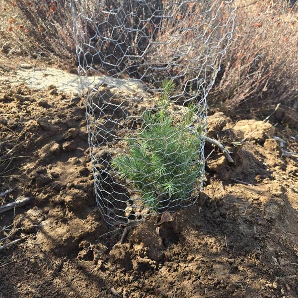 Incense Cedar Live Tree Seedling - Western Native Evergreen Great for ...