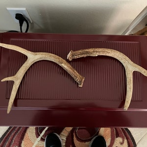 Dark Mini 4pt Whitetail Cut Antler Horn Deer Mount Taxidermy Rack Man ...